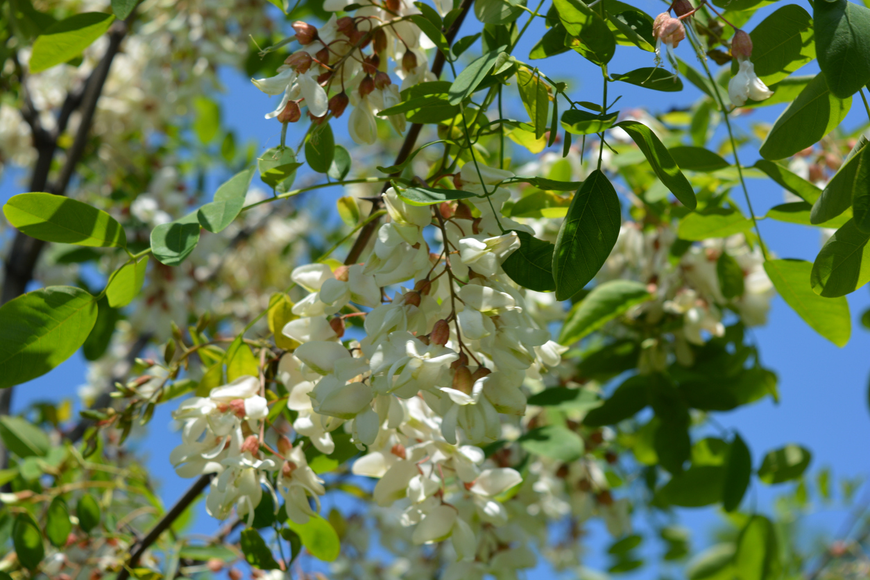 Die Stacheln der Robinie - Das müssen Sie wissen