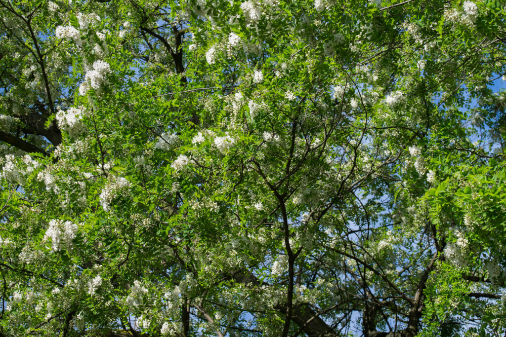 How to Plant Black Locust Trees: A Complete Guide