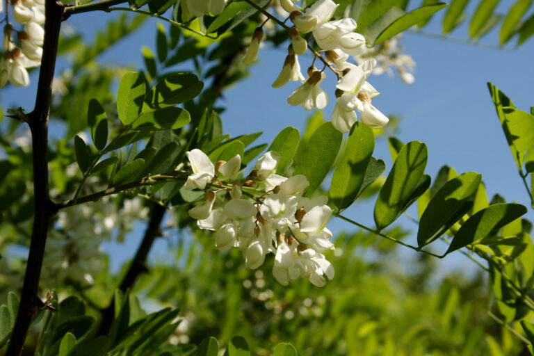 Die Blätter der Robinie - Das sind ihre Eigenschaften