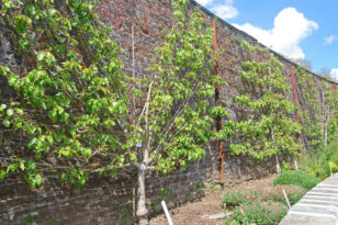 Spalierobst erziehen - So gehen Sie am besten vor