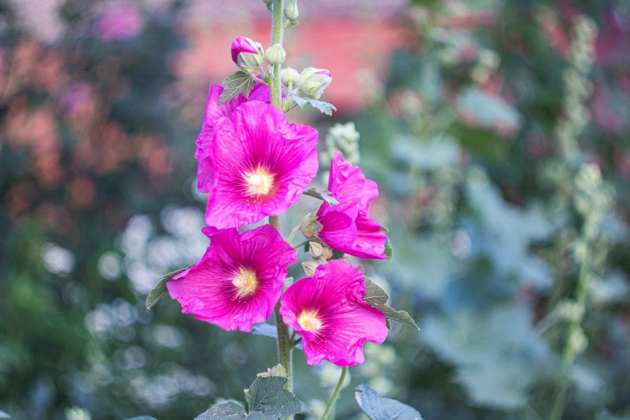 Blätter der Stockrose - Das sind ihre Merkmale