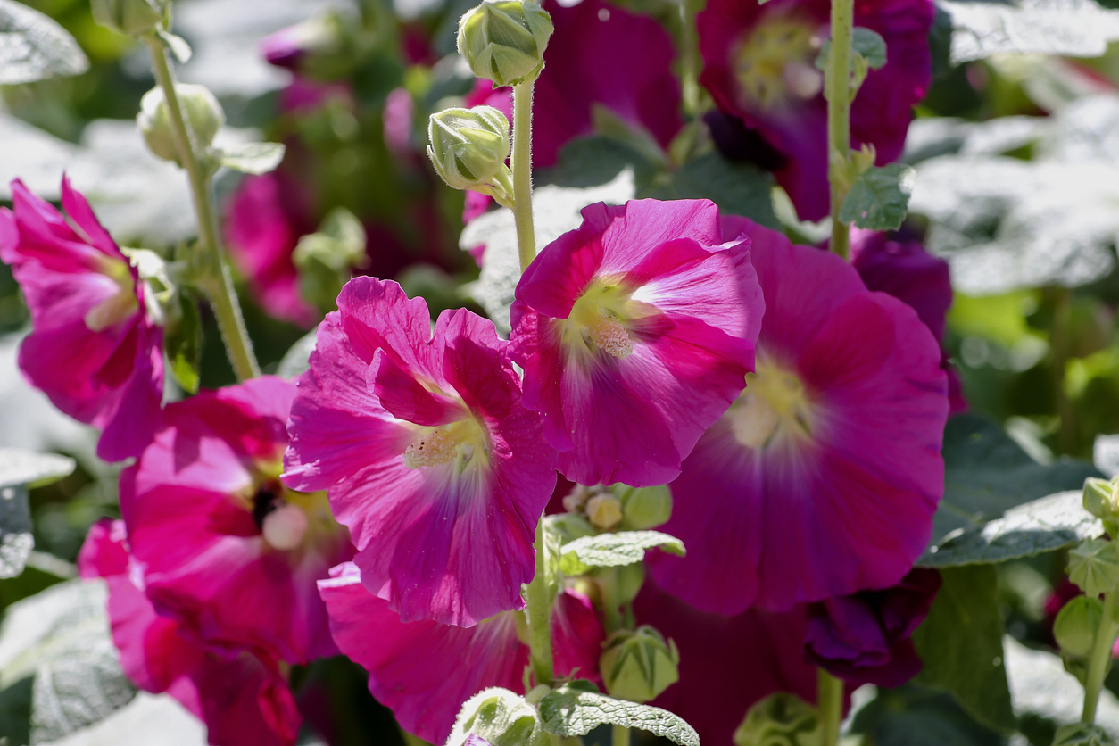 Blätter der Stockrose - Das sind ihre Merkmale