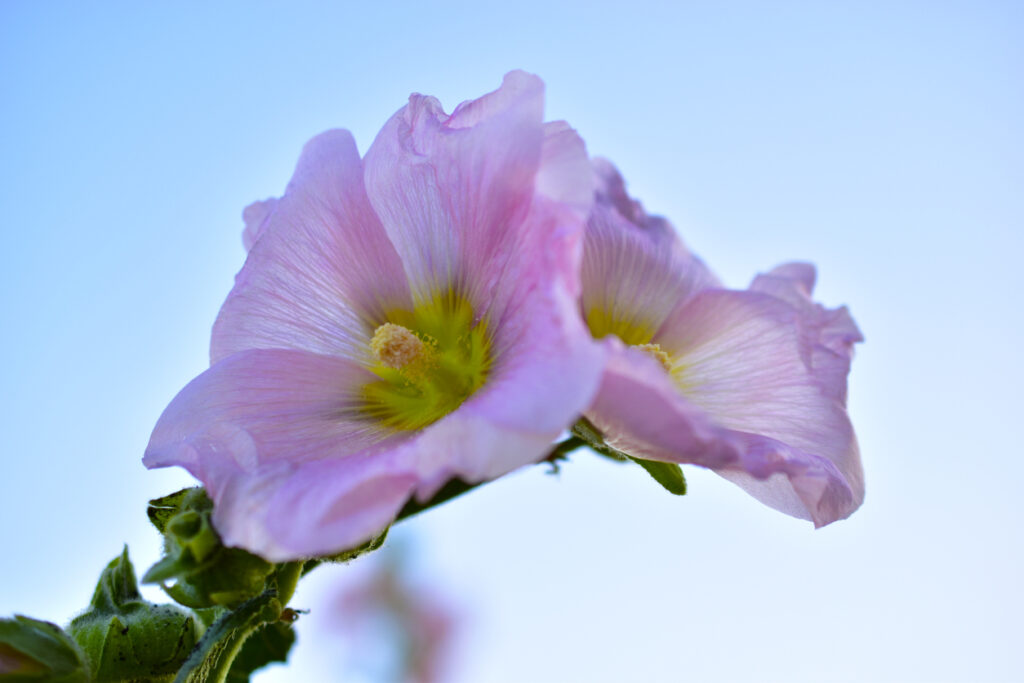 Stockrosen säen - Tipps und Kurzanleitung