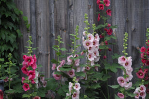 Bauernrosen pflanzen - Tipps und Kurzanleitung