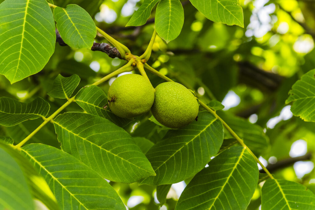 Walnussbaum klein halten - Das sollten Sie wissen