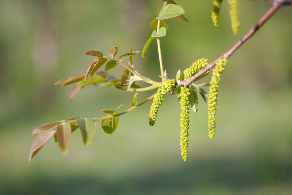Walnussbaum - In diesem Steckbrief lernen Sie ihn kennen