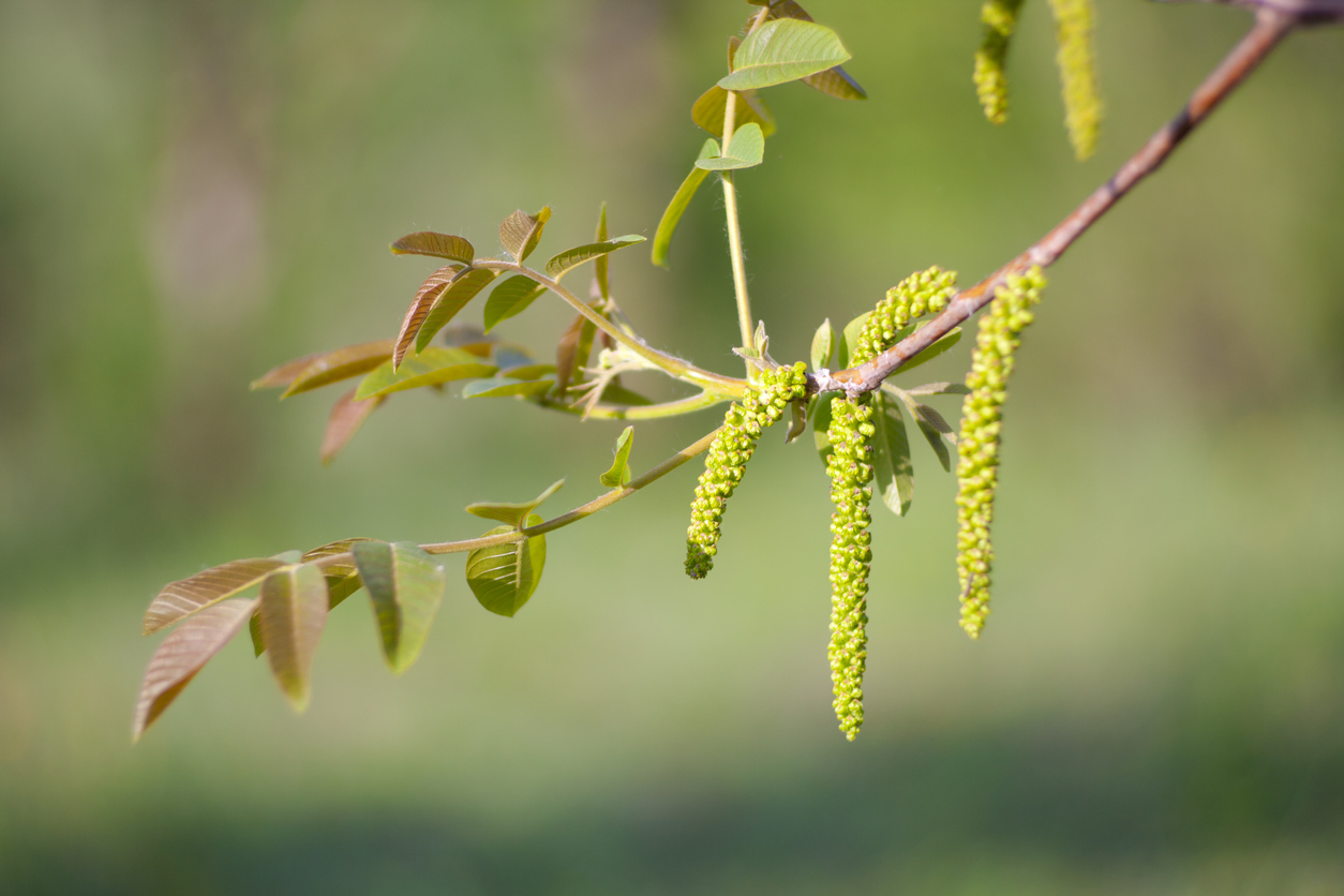 Walnussbaum - Alles Wissenswerte über seine Wurzel