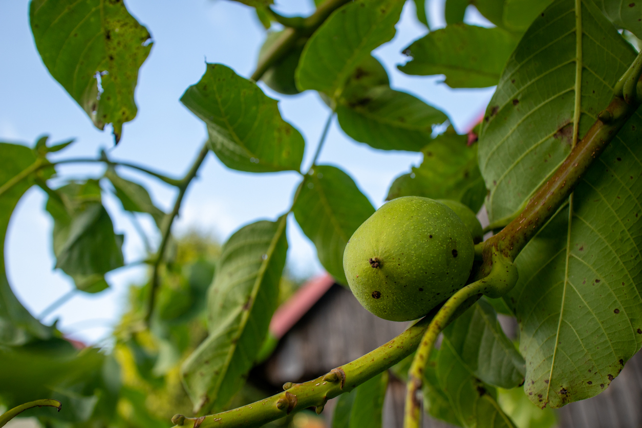 Walnussbaum pfropfen - Tipps und Kurzanleitung