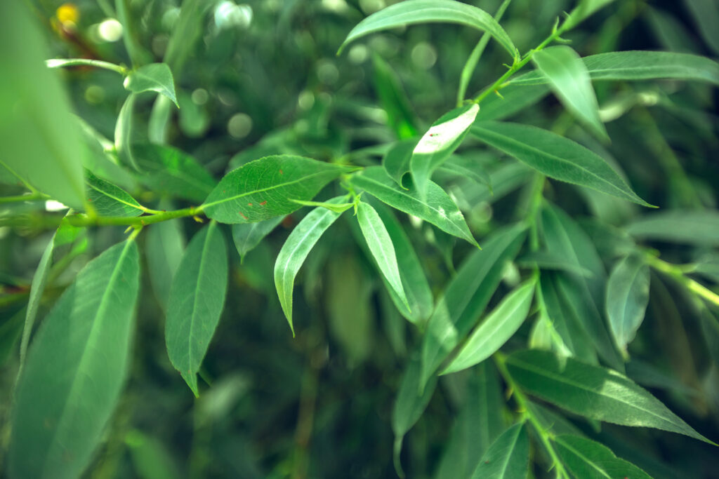 Blätter der Weide - Tipps zur Verwendung