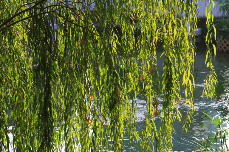 Weide pflanzen - Tipps und Kurzanleitung