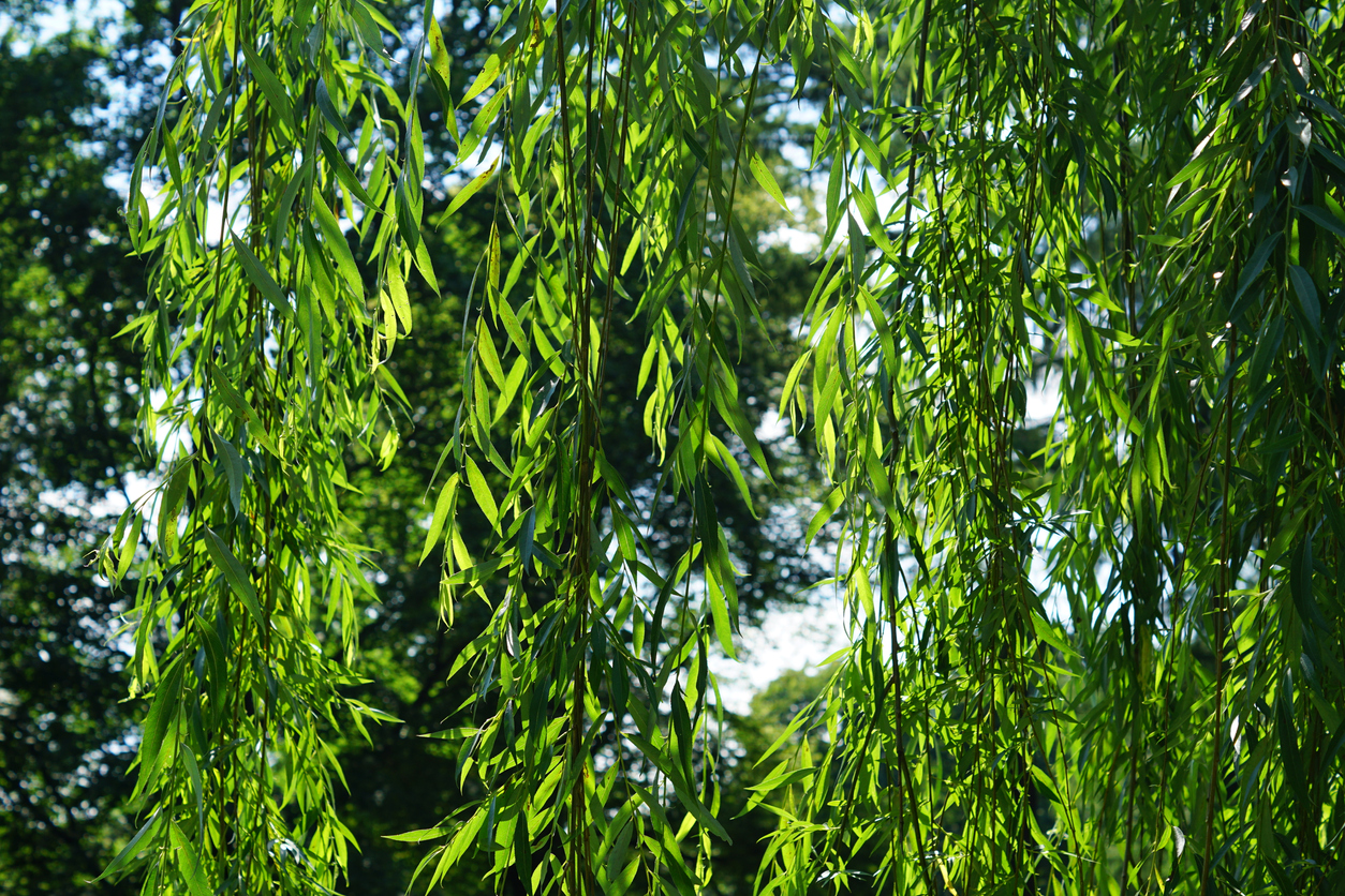 Samen von der Weide - Tipps zur Vermehrung