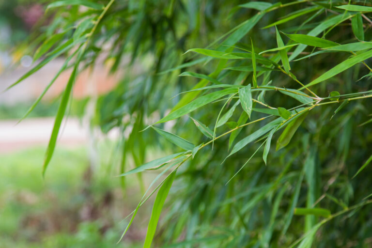 Die Blüte der Weide - Das sind ihre Merkmale