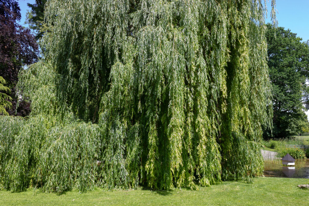 Die Blüte der Weide - Das sind ihre Merkmale