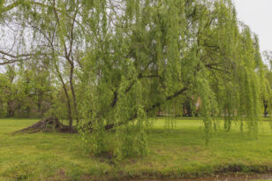 Die Blüte der Weide - Das sind ihre Merkmale