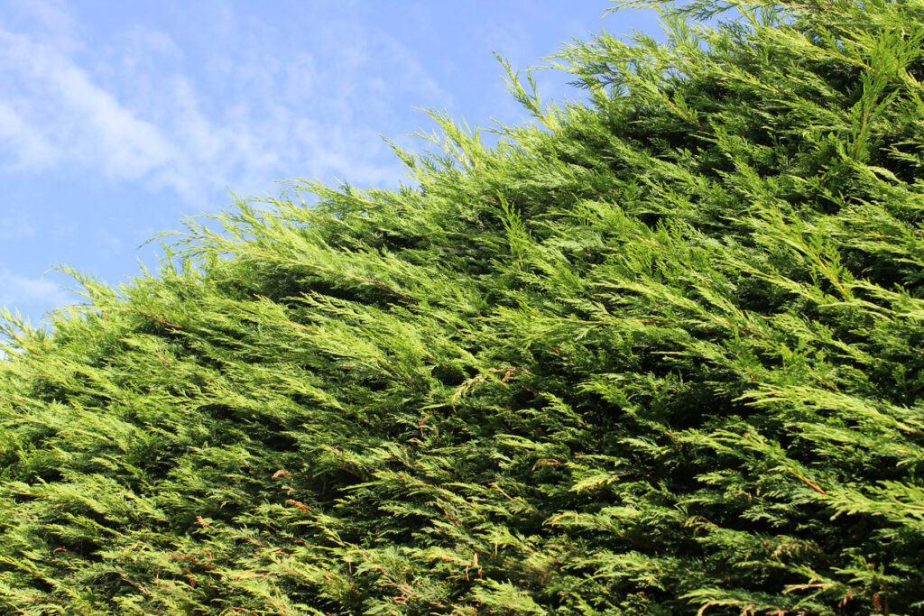 Zypressen-Wachstum pro Jahr - So schnell wächst der Baum