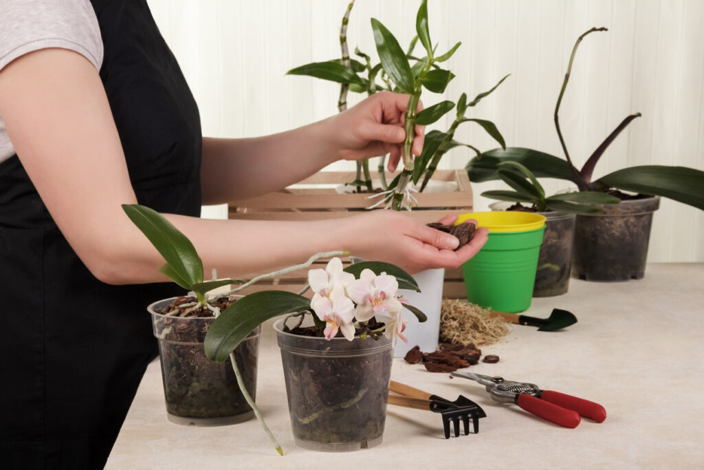 How to Propagate Dendrobium Orchids: Best Tips & Tricks