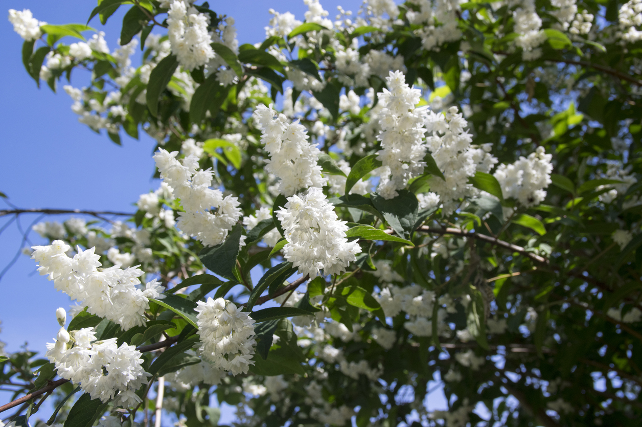 How to Prune Deutzia: Expert Tips for Best Blooms