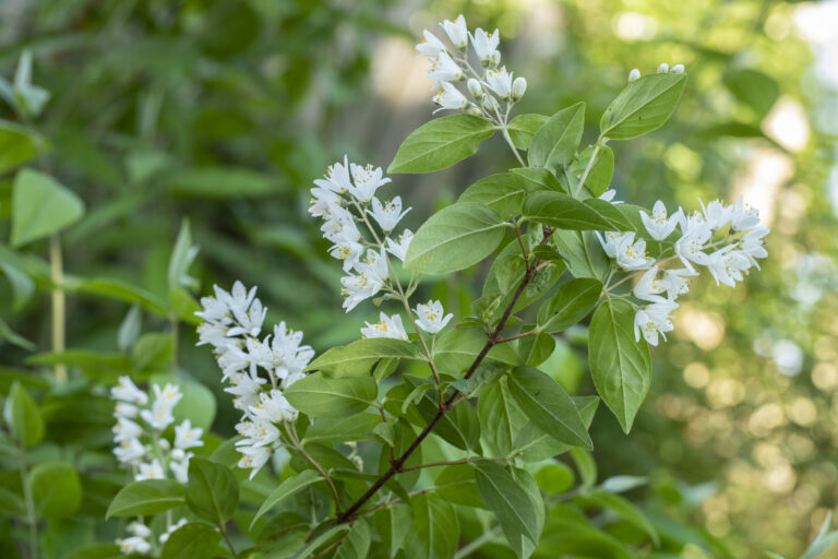 Deutzie vermehren - Tipps und Kurzanleitung