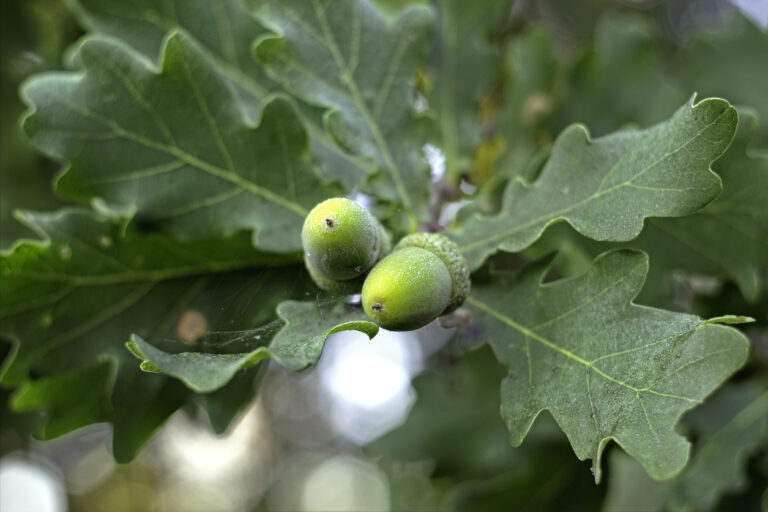 Die Blätter der Eiche - Das sind ihre Merkmale