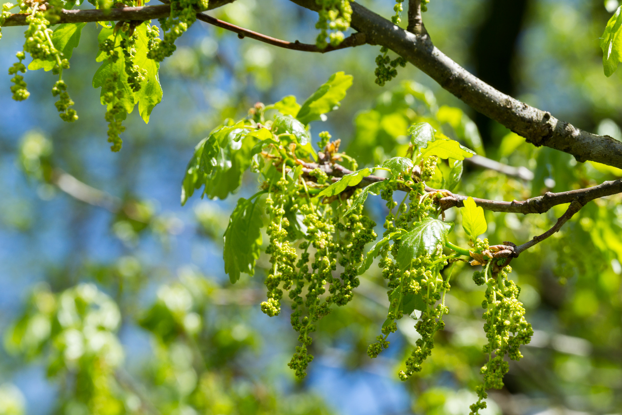 Die Blüte der Eiche - Wann zeigt sie sich?