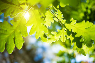 Der Samen der Eiche - Tipps zur Vermehrung
