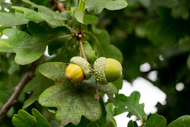Eiche - In diesem Steckbrief lernen Sie den Baum kennen