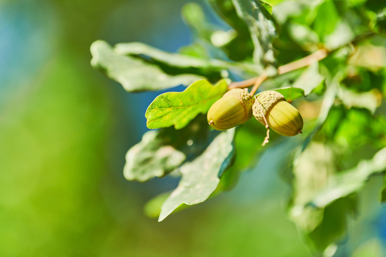 Eiche - In diesem Steckbrief lernen Sie den Baum kennen