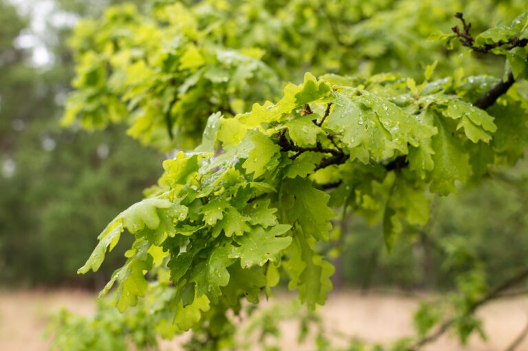 Die Blätter der Eiche - Das sind ihre Merkmale