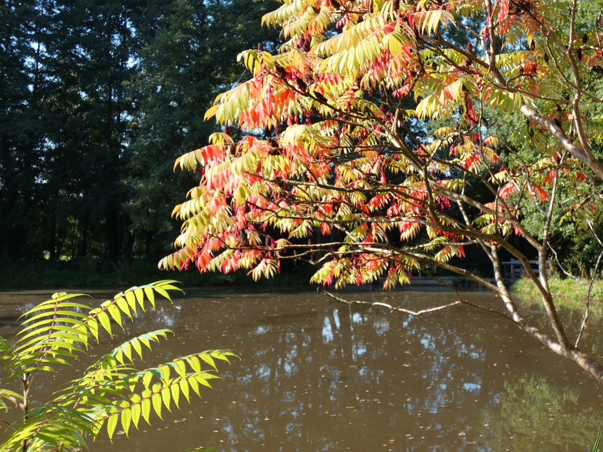 Essigbaum als Bonsai - Geht das?