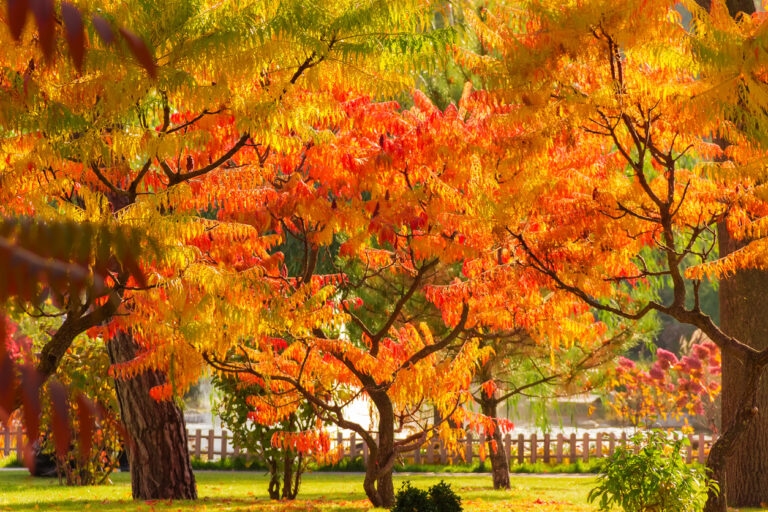 Essigbaum im Steckbrief - Lernen Sie die Pflanze kennen