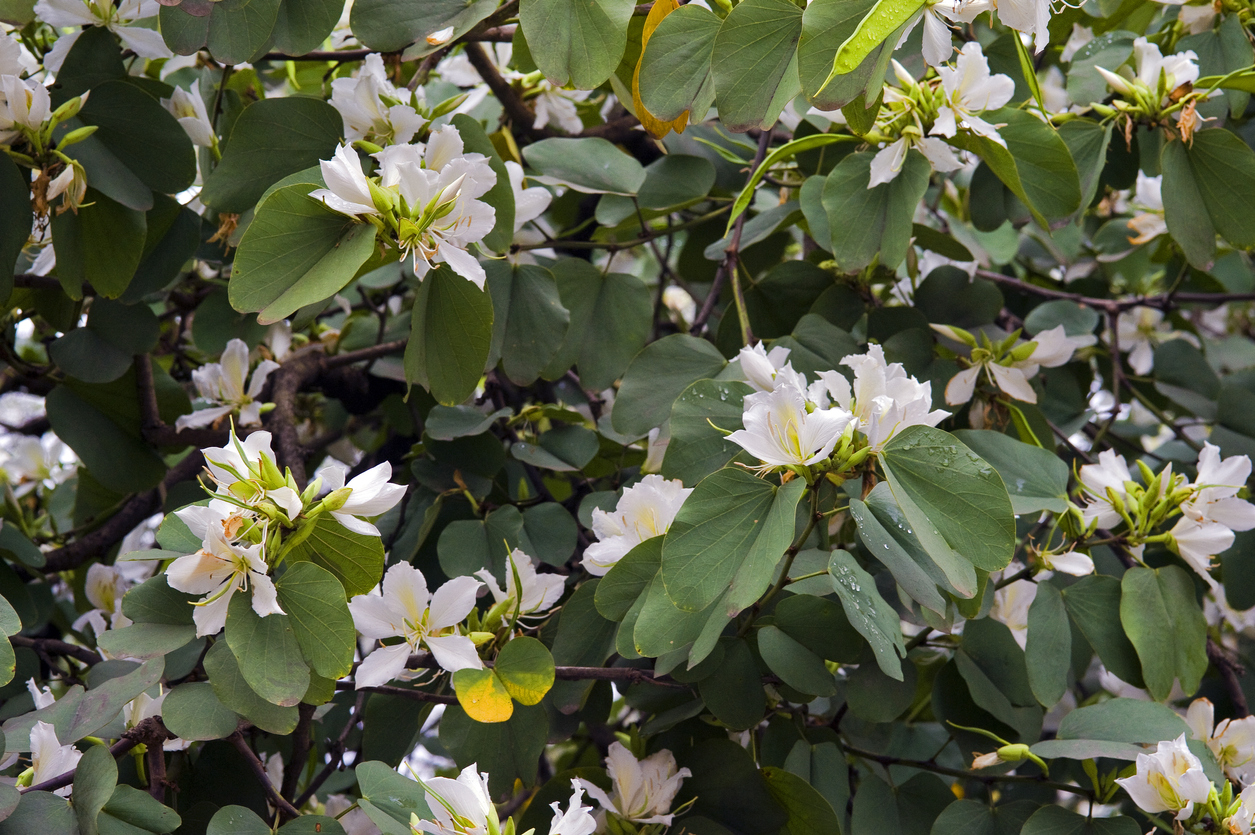 Apfelbaum als Hecke ziehen - So klappt's garantiert