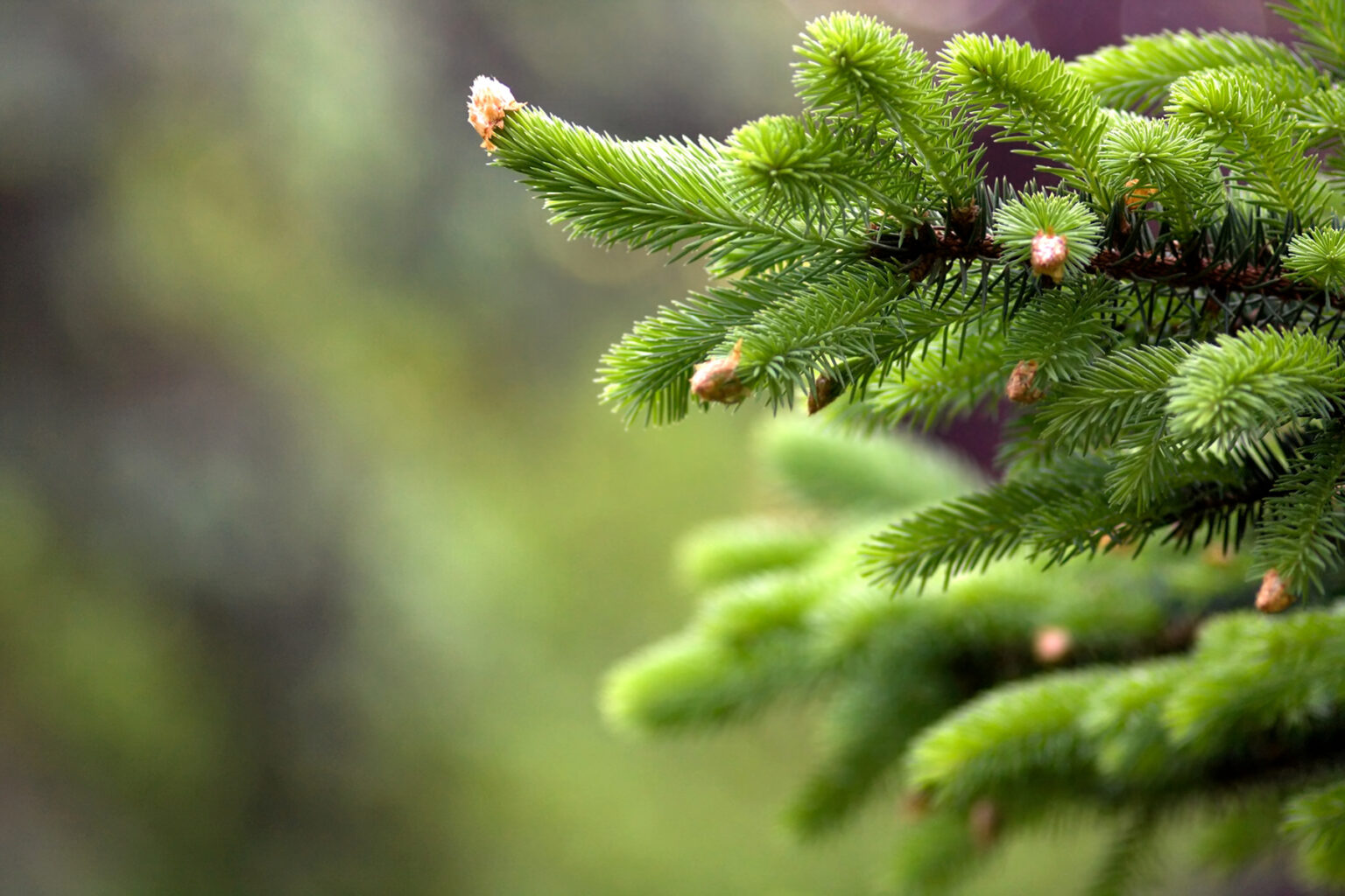 Spruce Blossoms: A True Nature Highlight