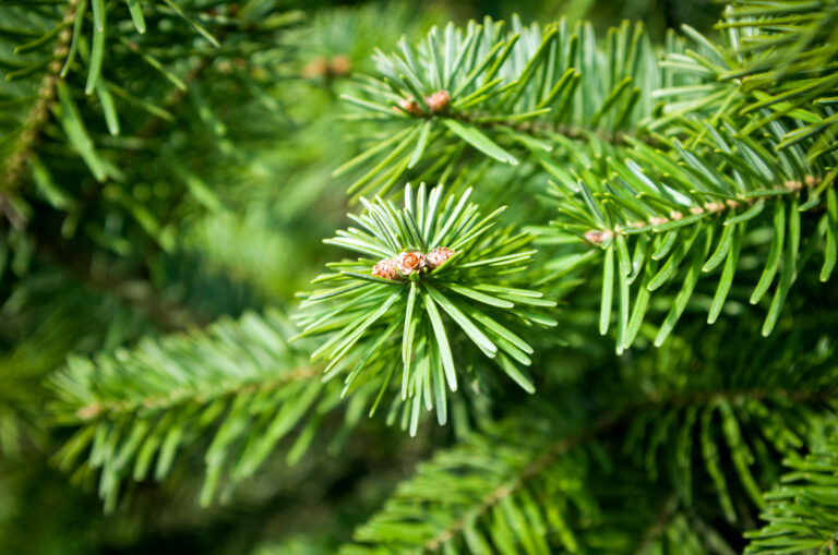 Die Frucht der Fichte - Wann zeigt sie sich?