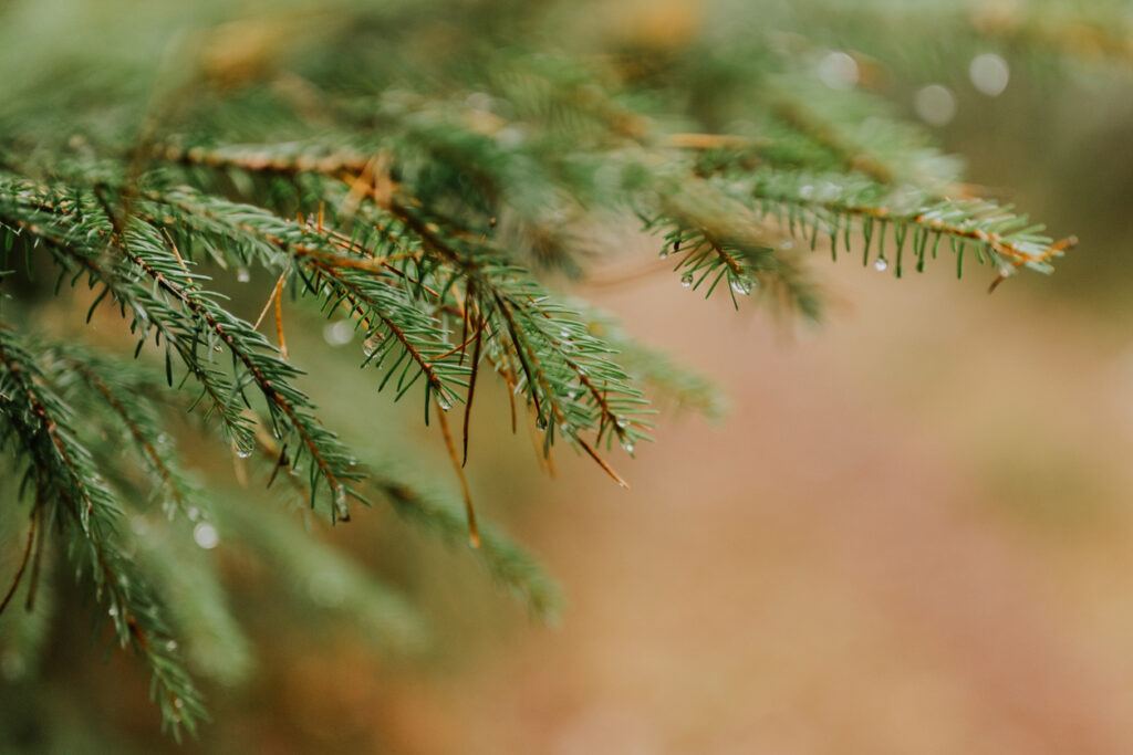Why Is My Spruce Tree Dropping Needles? Causes & Fixes