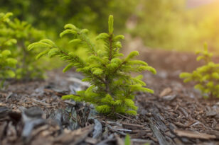 Die Frucht der Fichte - Wann zeigt sie sich?