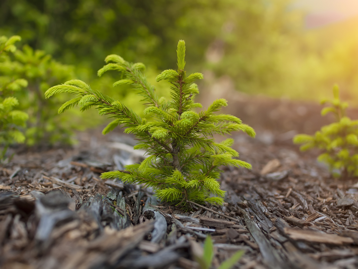 Wachstum der Fichte - Wie schnell wird der Baum groß?