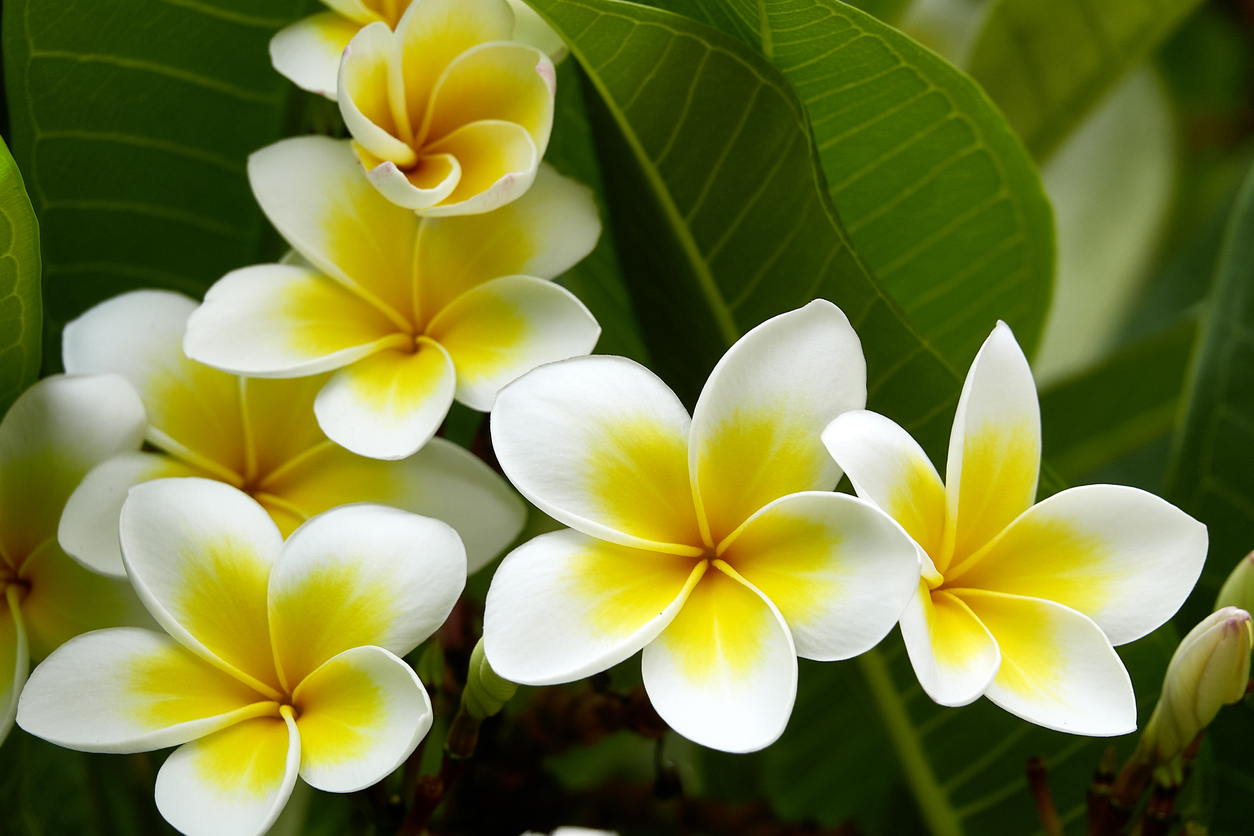 Frangipani überwintern - Die besten Tipps