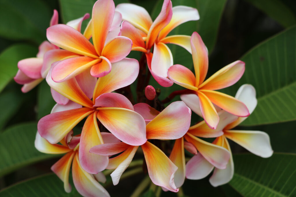 Frangipani Pest Control: How to Treat Common Pests
