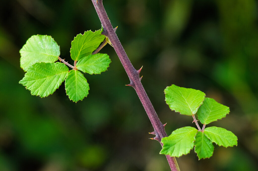 Rankhilfe für Himbeeren - Notwendigkeit und Arten