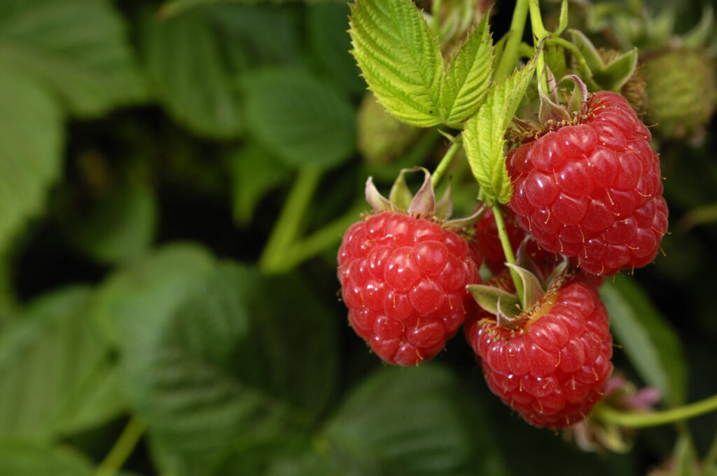 Himbeere anbinden - So geben Sie den süßen Beeren Halt