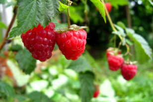 Himbeere anbinden - So geben Sie den süßen Beeren Halt