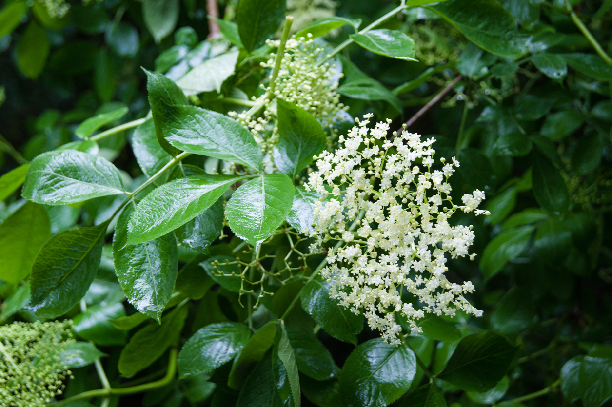 Wo wächst Holunder? - Wissenswertes zum Vorkommen