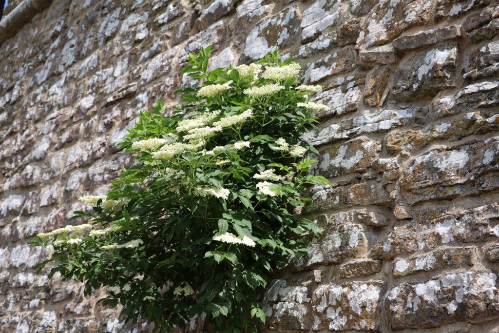 Standort für den Holunder - Hier wächst er am besten
