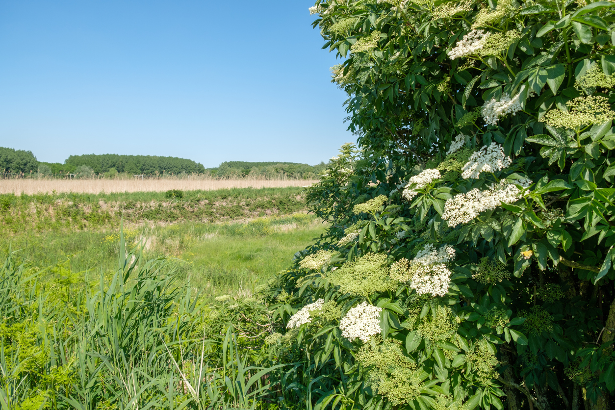 Reifezeit von Holunder - Wann kann man Blüten und Beeren ernten?