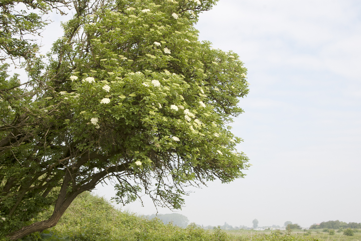Standort für den Holunder - Hier wächst er am besten