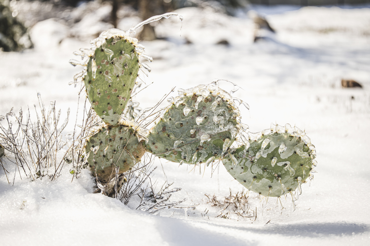 Cold-Hardy Cacti: Best Varieties That Survive Frost