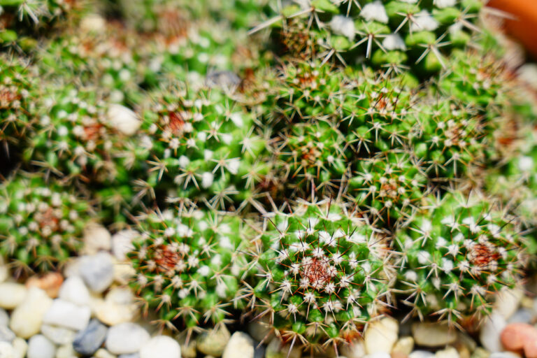 How to Propagate Cactus: Cuttings, Offsets & Seeds