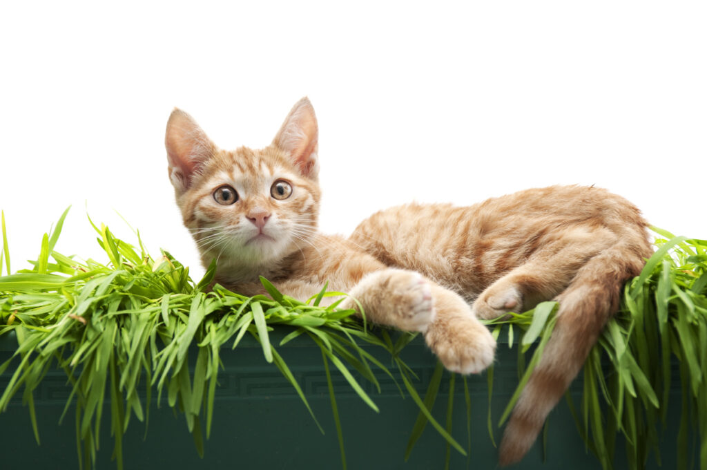 Katzengras auf dem Balkon halten - Die besten Tipps