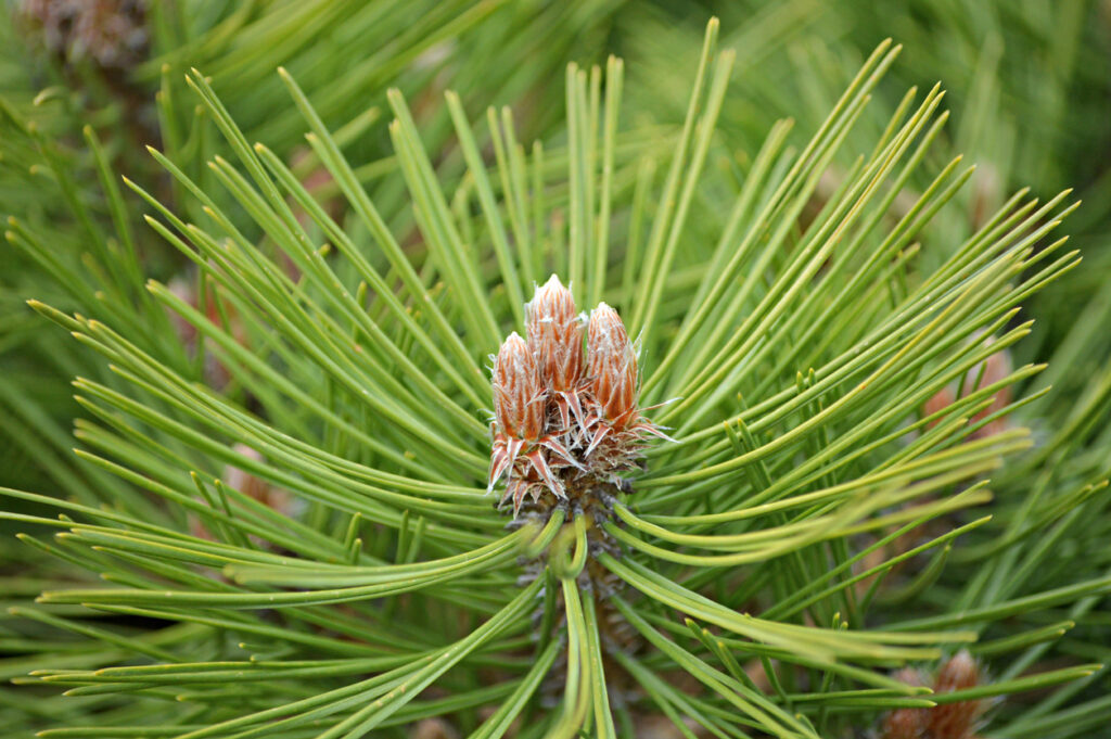 Die Frucht der Kiefer - Alle Merkmale im Überblick
