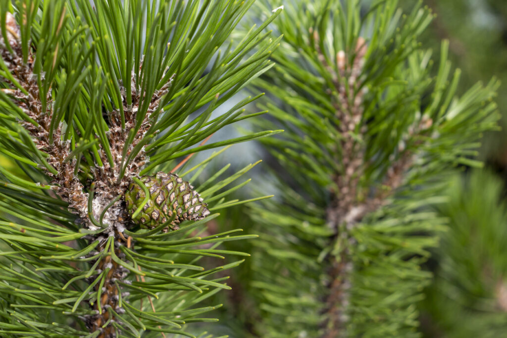 Die Wurzeln der Fichte - Tipps zur Pflege